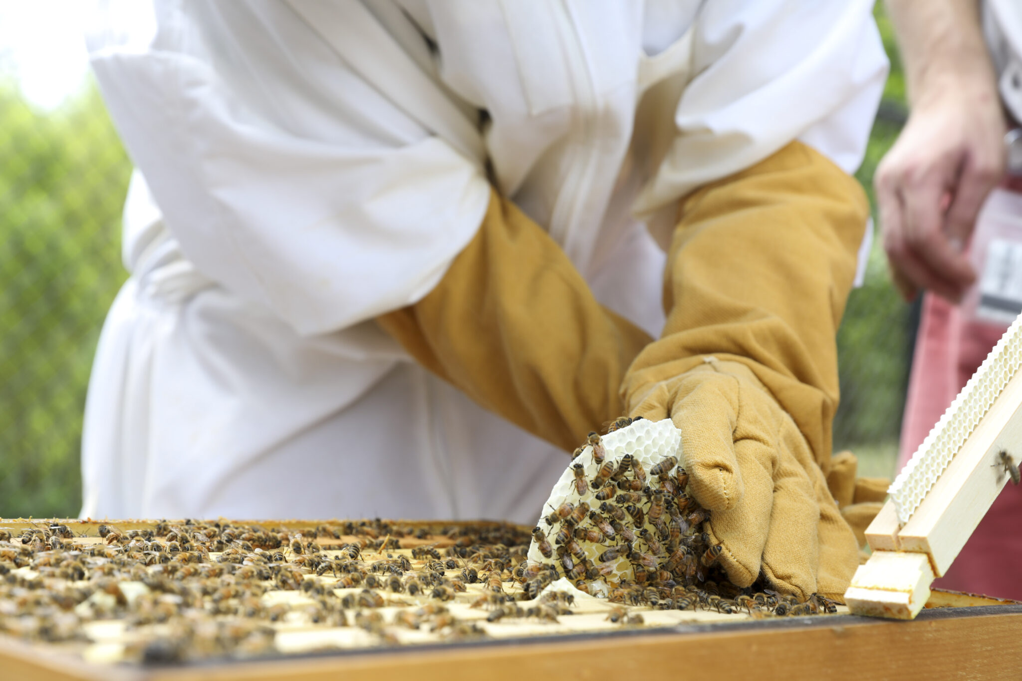 World’s first bee vaccine lands at UGA - UGA Vet Online Magazine
