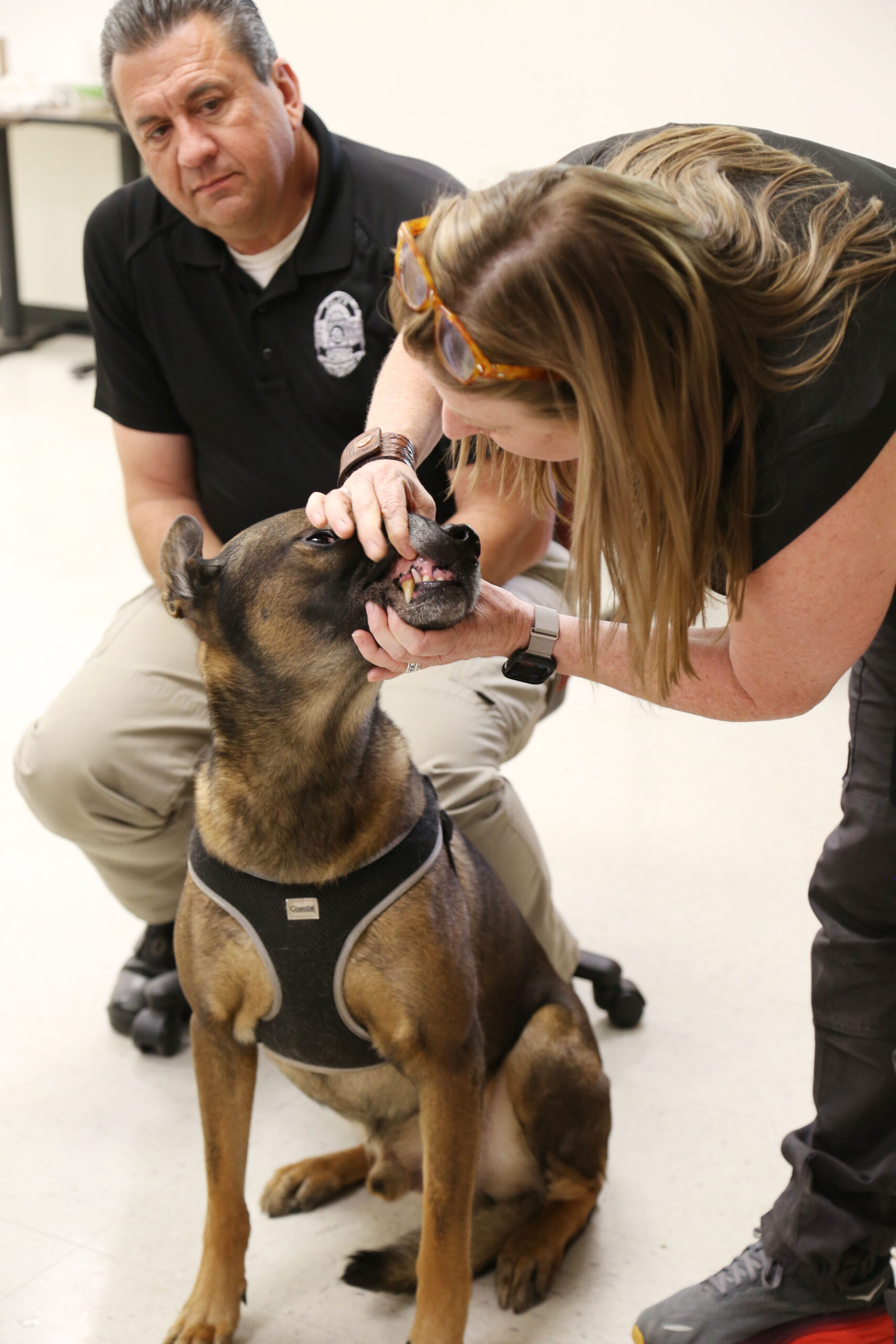 Teaching LEOs how to care for their K9 partners - UGA Vet Online Magazine